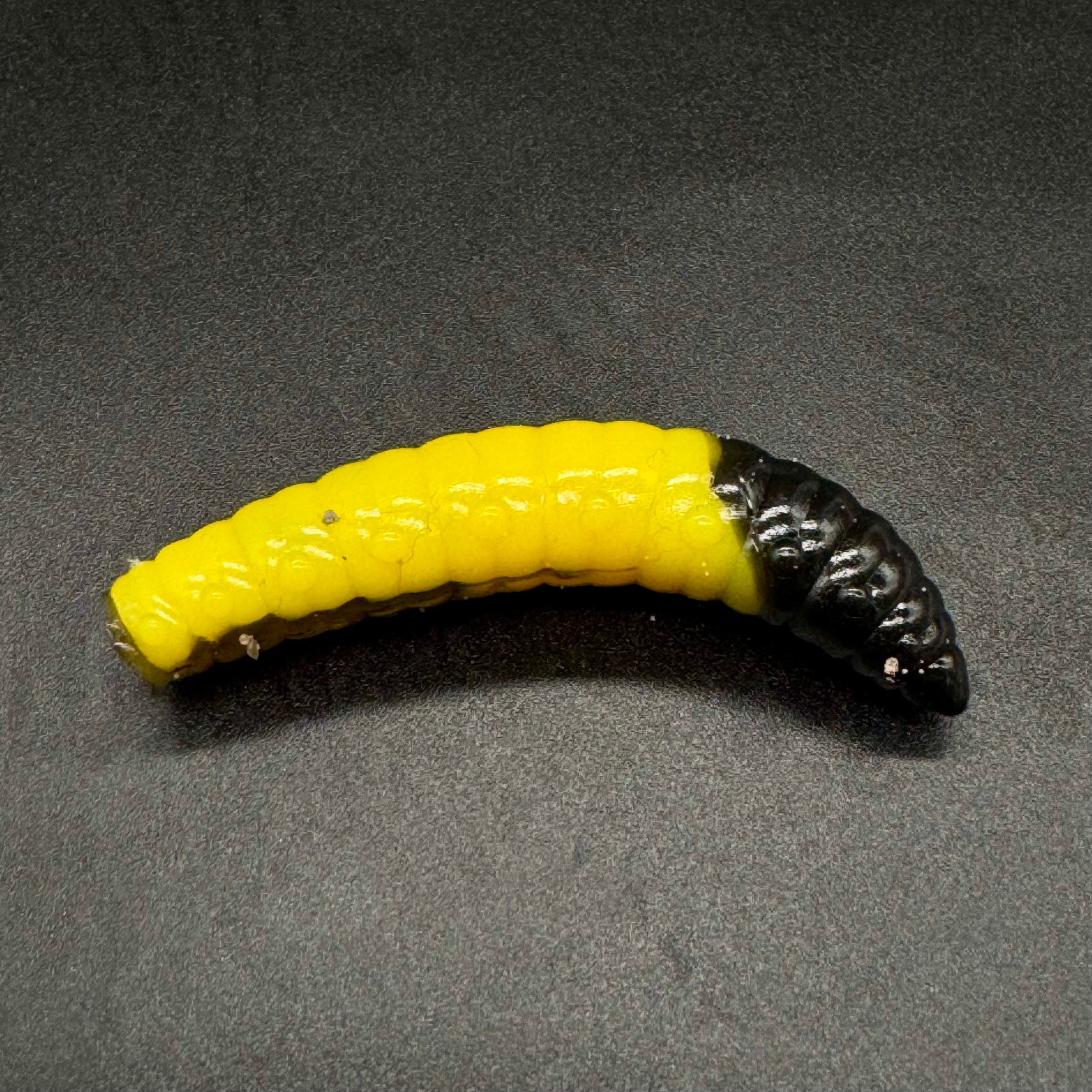 Larva Grub 40mm (color:Yellow+Black) – Harmony Baits